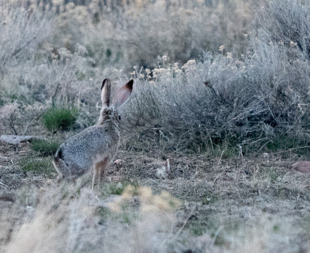 Dispatches from Thacker Pass - The Wildlife of Thacker Pass – Sierra ...