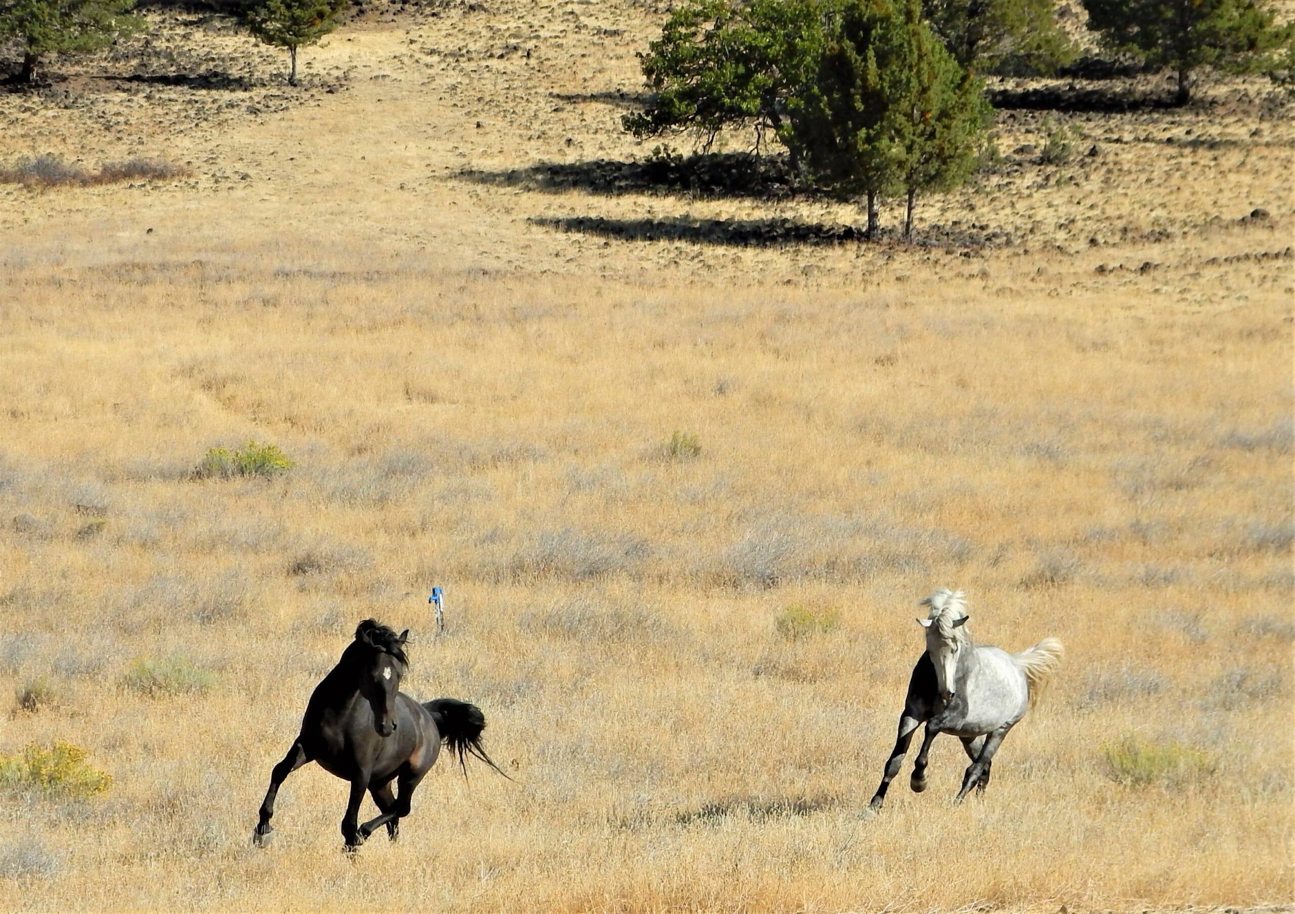 Virginia Range Wild Horses – Sierra Nevada Ally
