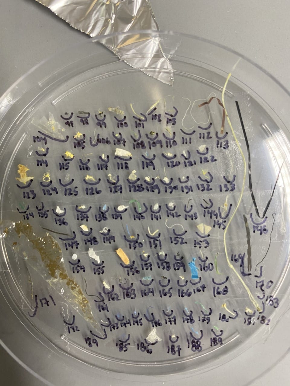 Researchers Look for Sinks of Microplastics Pollution in Lake Tahoe ...