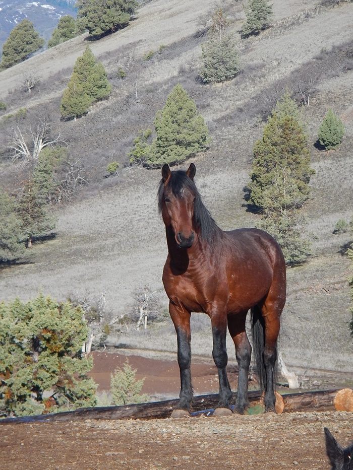 Virginia Range Wild Horses – Sierra Nevada Ally