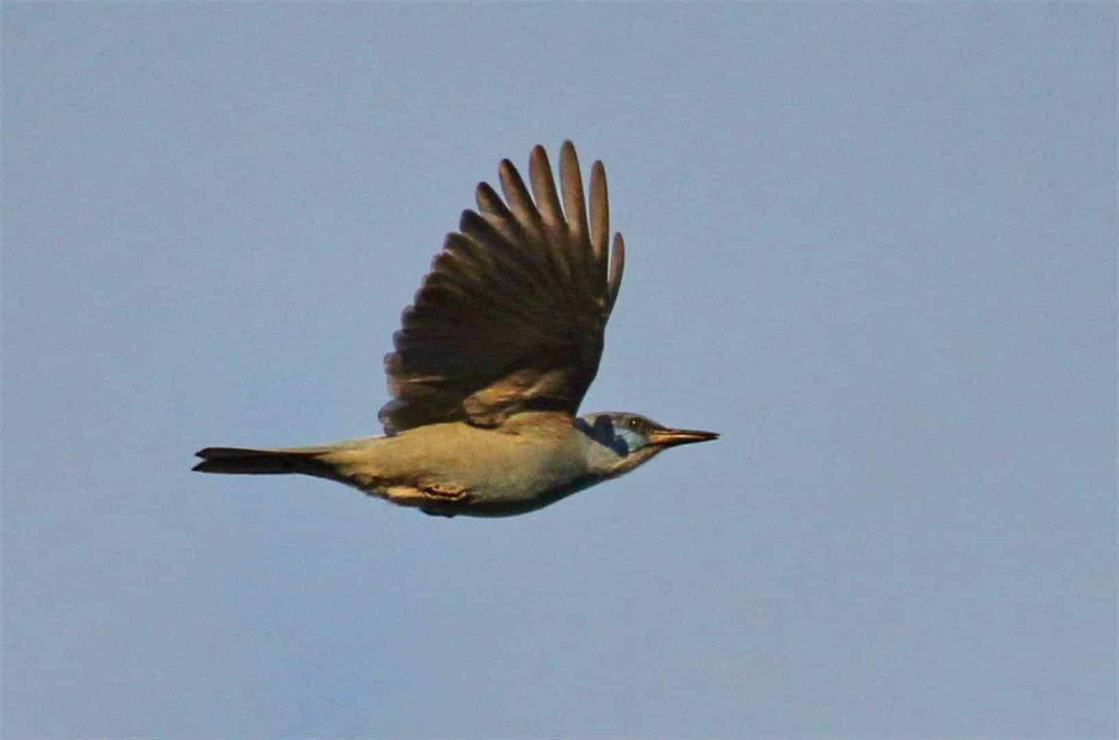 New Research Offers Insight into Rapidly-Declining Pinyon Jay ...
