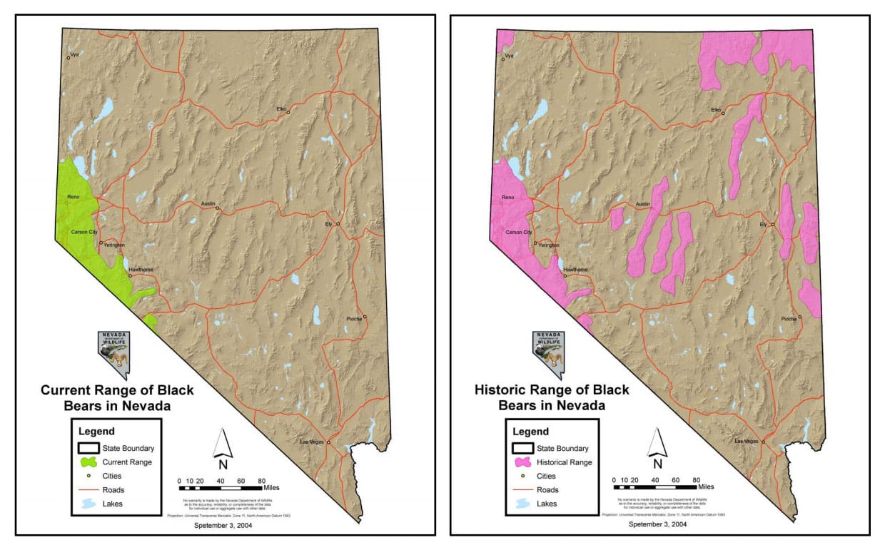 Rare Bear Sighting in Elko County – Sierra Nevada Ally