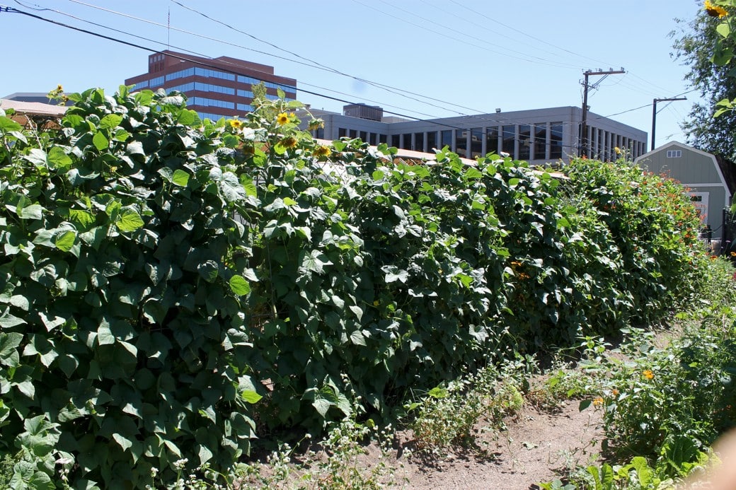 An urban farm for every city block. – Sierra Nevada Ally