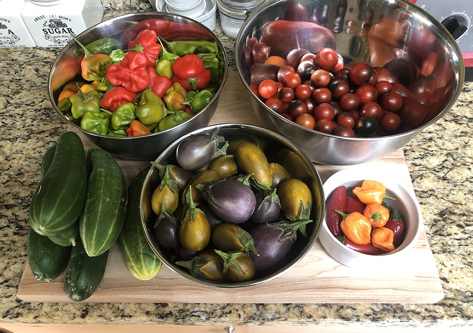 Wild Harvest - Part 1 – Sierra Nevada Ally