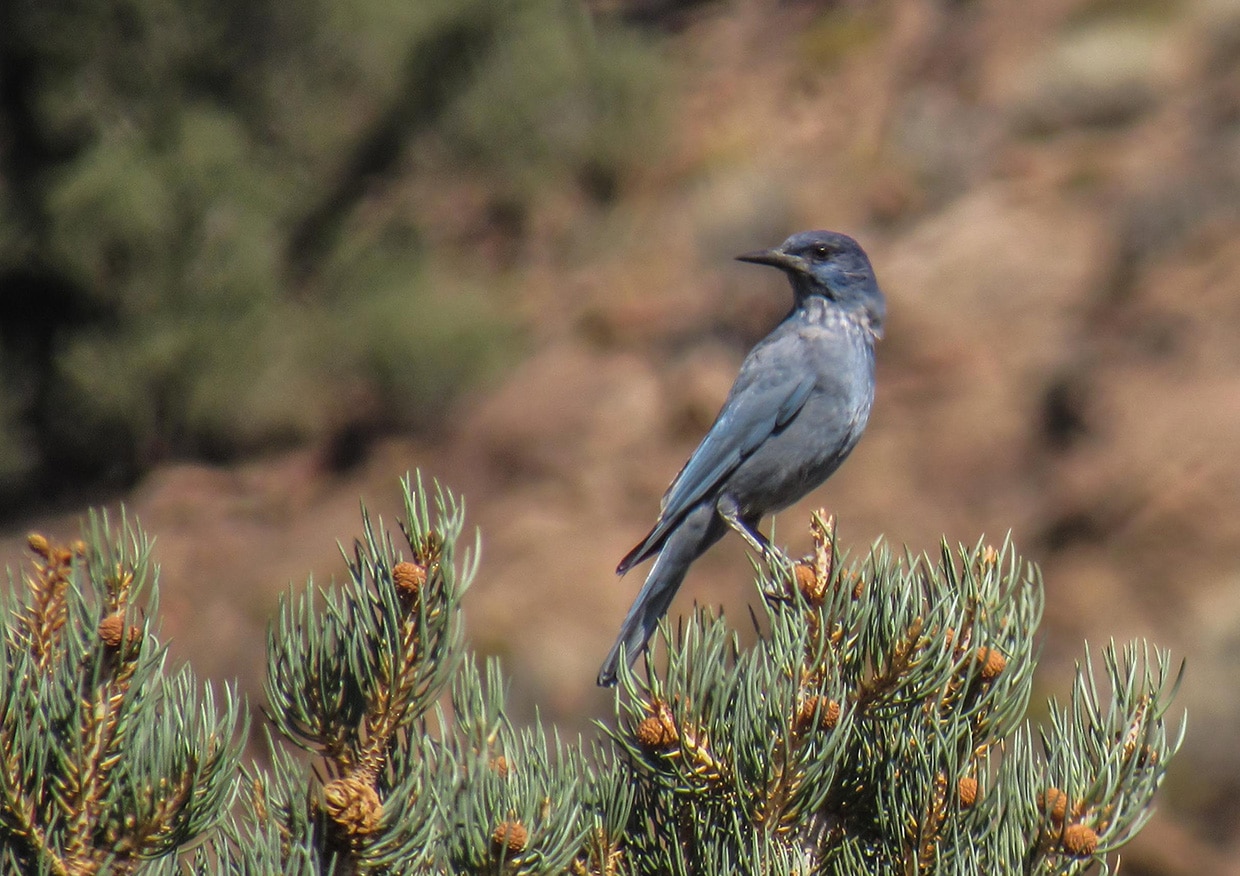 New Research Offers Insight into Rapidly-Declining Pinyon Jay ...
