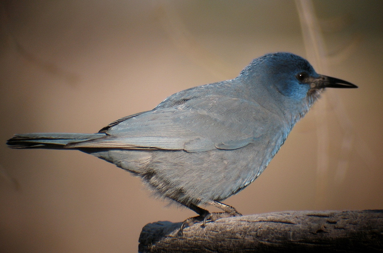 New Research Offers Insight into Rapidly-Declining Pinyon Jay ...