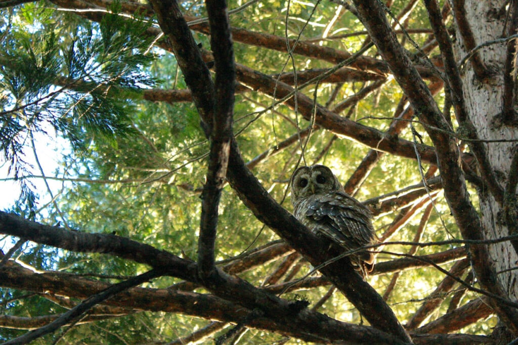 Invasive barred owl encroaches on California spotted owl in the Sierra ...