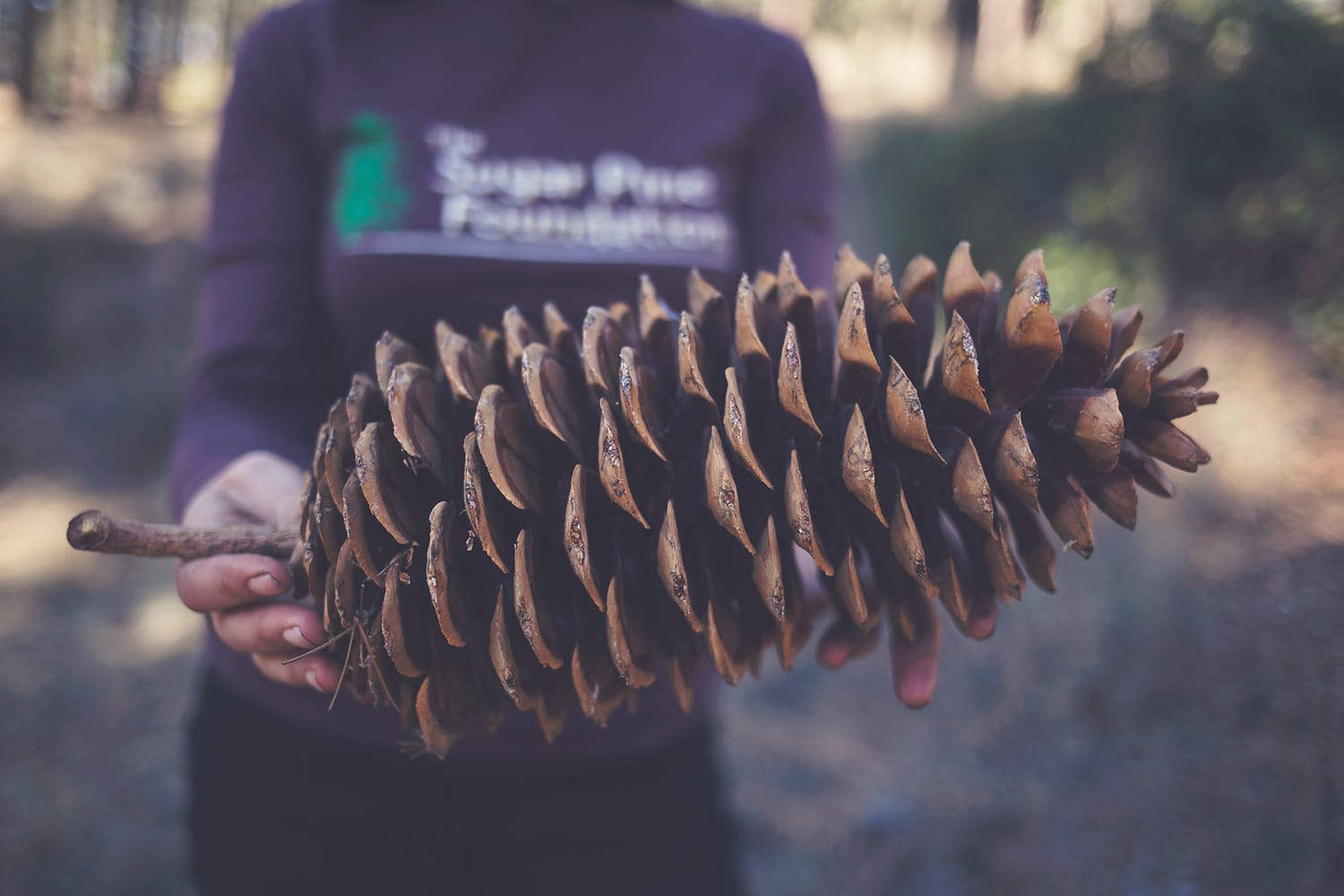 Sugar Pine Trees are Dying Faster than they are Regenerating – Sierra ...