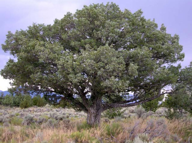 Spring Valley swamp cedars - more than trees for Western Shoshone ...