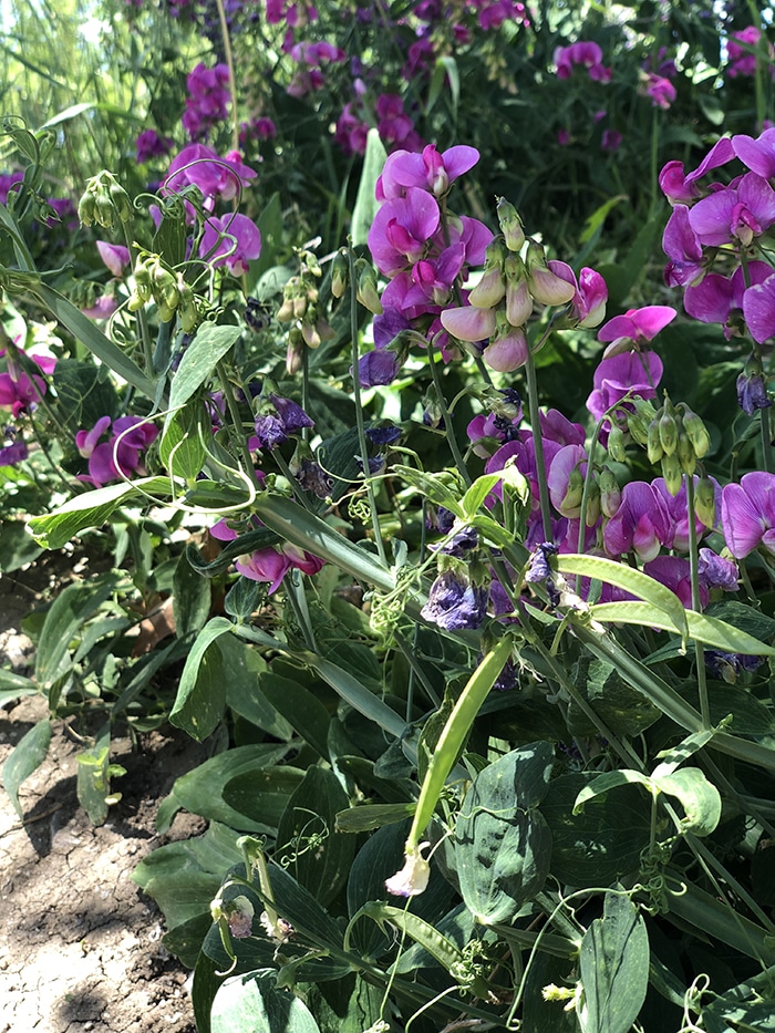 Wild Harvest - Part 1 – Sierra Nevada Ally