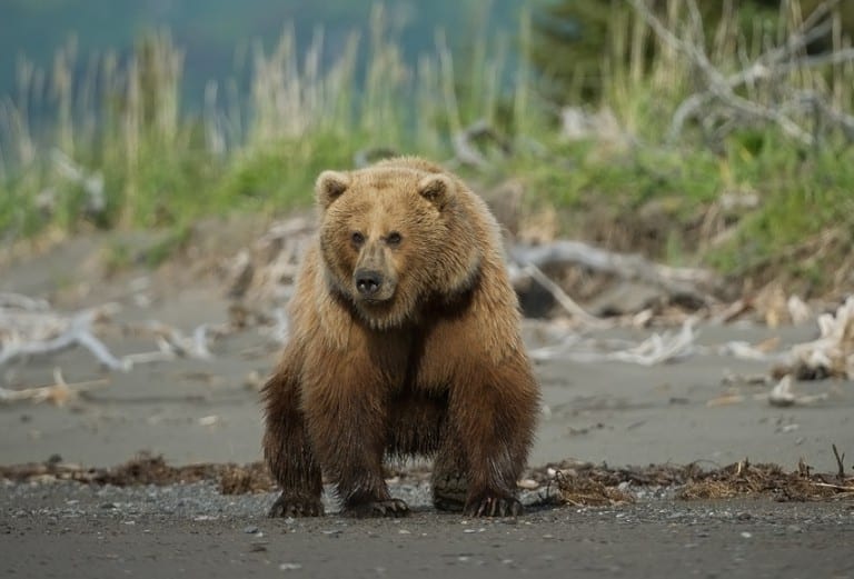 Alaska needs to value its live bears – Sierra Nevada Ally