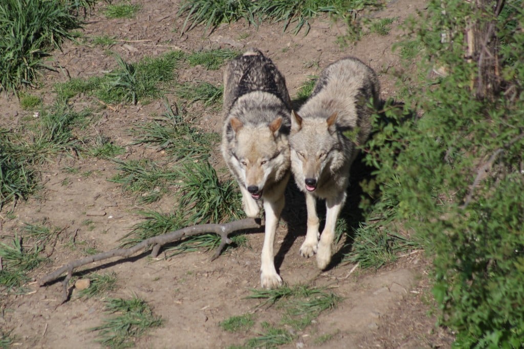 Wildlife and conservation highlight 2024 outdoor news – Sierra Nevada Ally